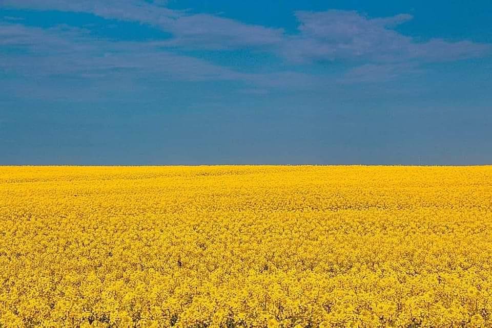 Ukraine field | The Rainbow Centre Scarborough